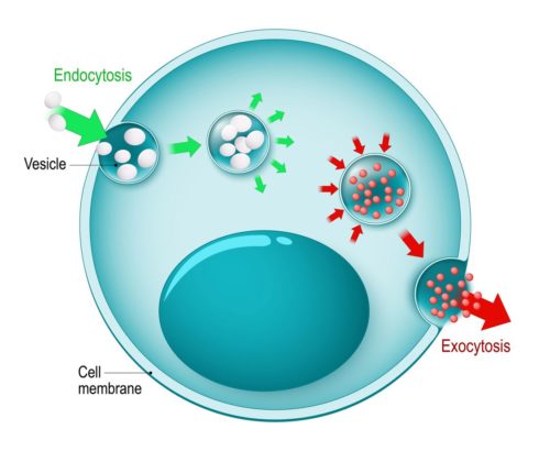 Extracellular Vesicles (EVs) - Exosomes For Hair Loss Therapy